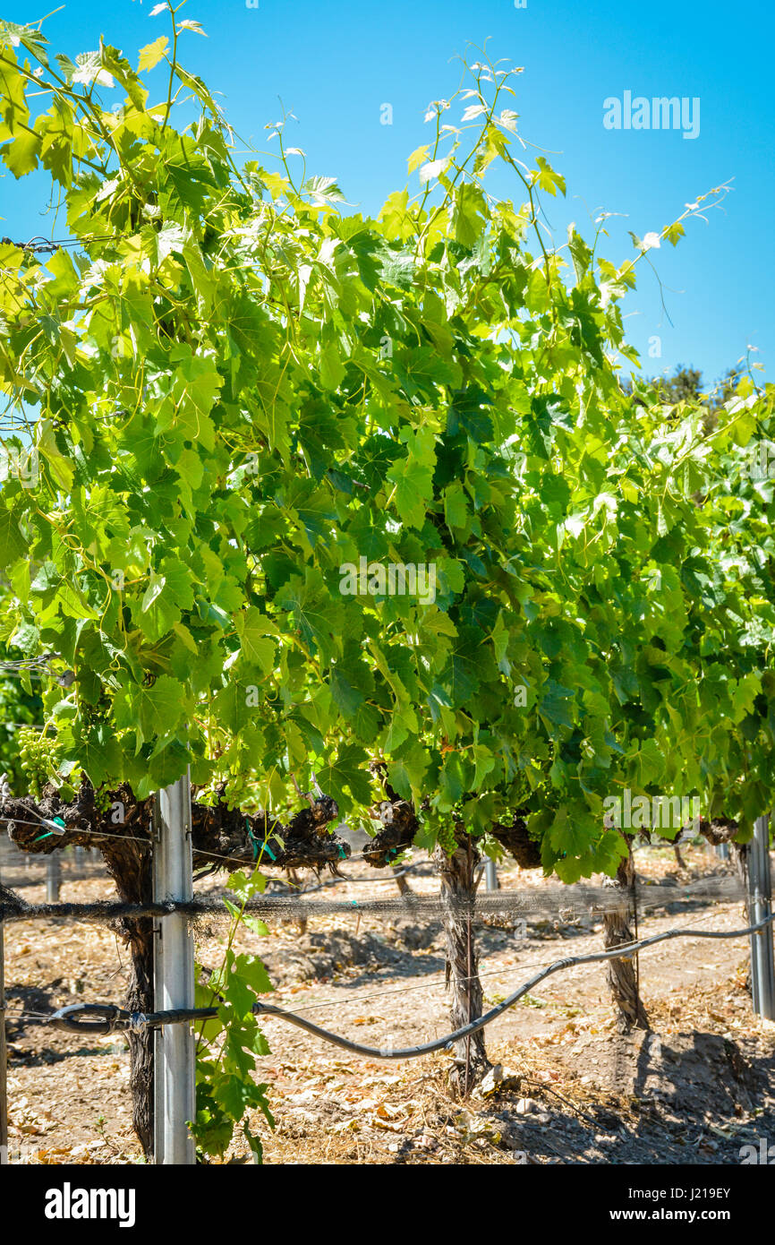 Trellises hi-res stock photography and images - Alamy