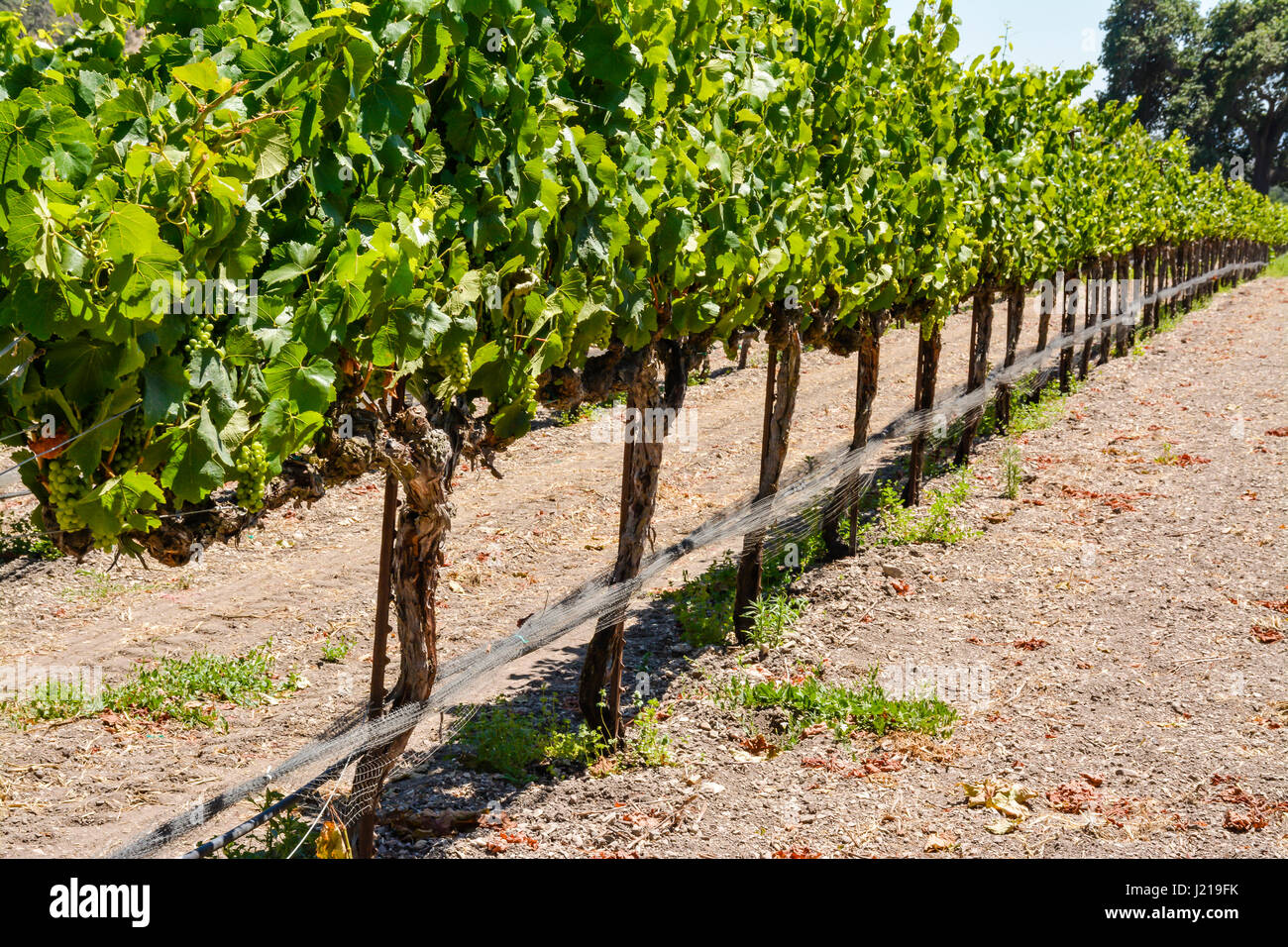 Trellises hi-res stock photography and images - Alamy