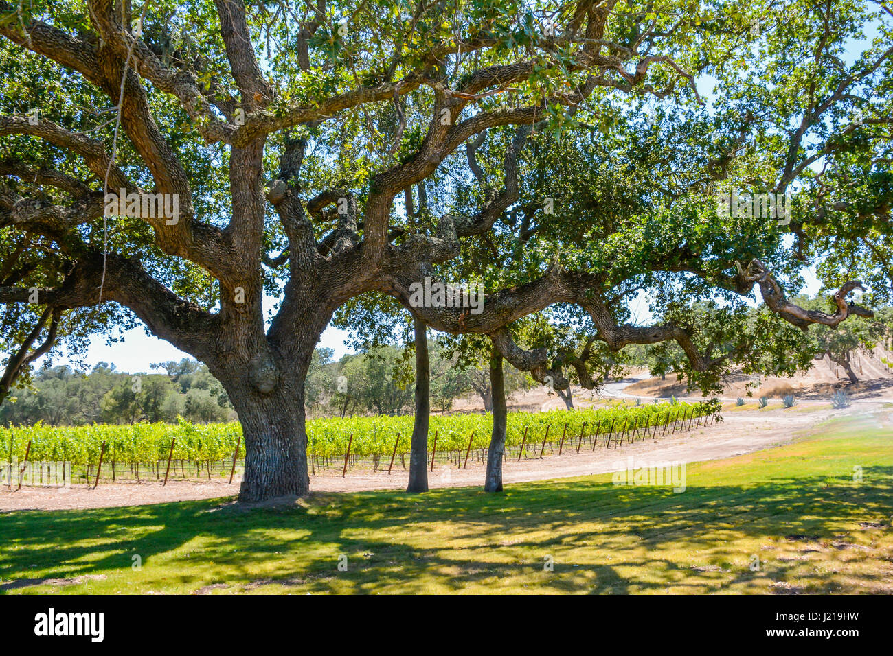 Impressive Coastal Live oak tree overlooks a thriving vineyard in the ...