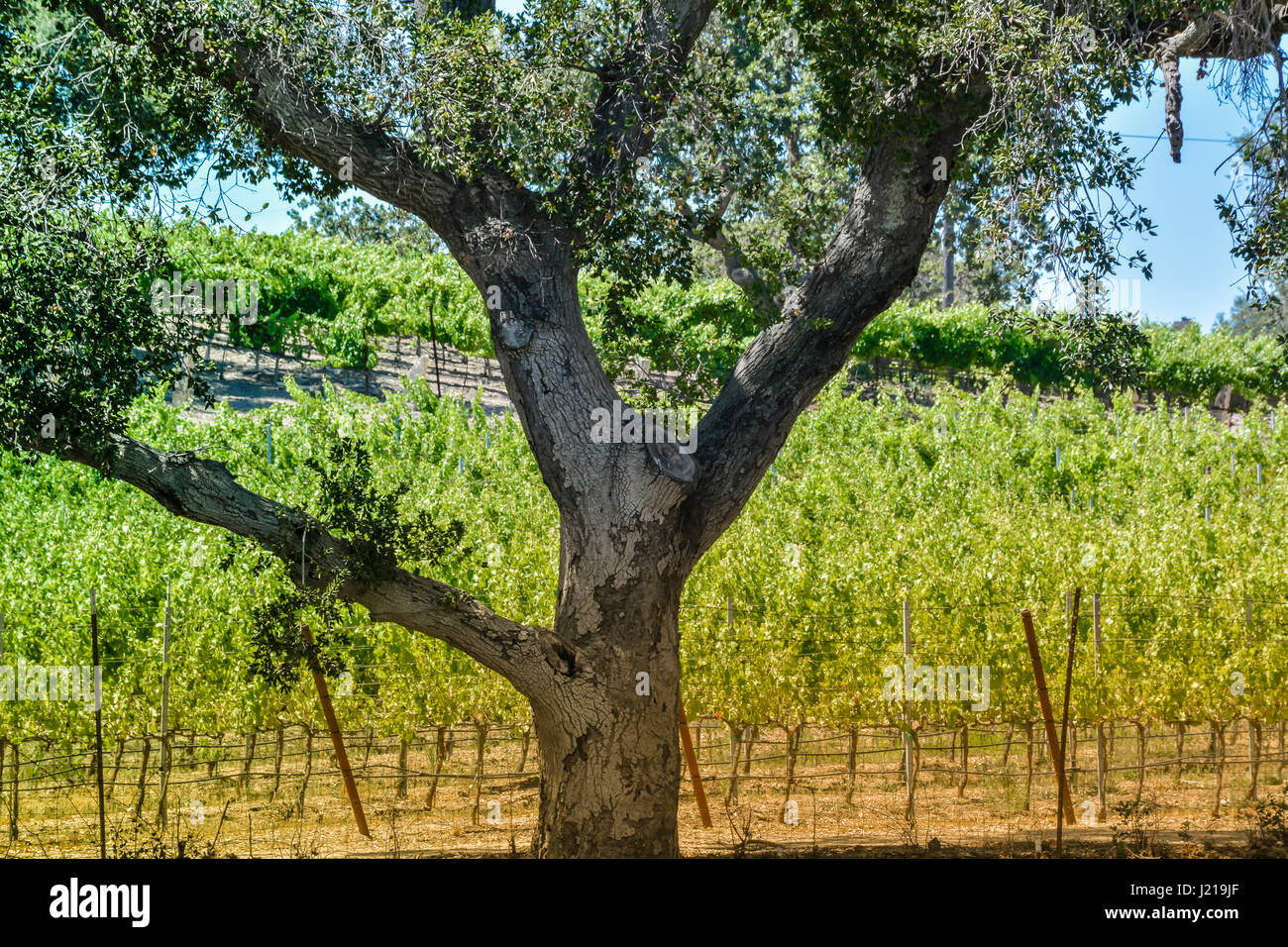 Impressive Coastal Live oak tree overlooks a thriving vineyard in the ...