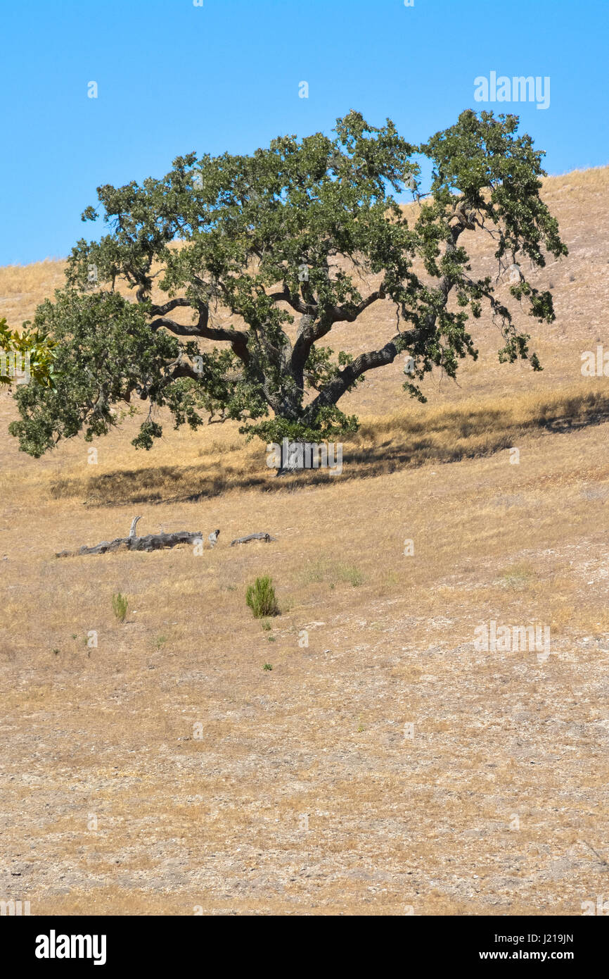 Live oak california hi-res stock photography and images - Alamy
