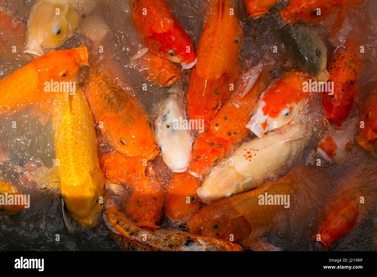 Overpopulated animal hi-res stock photography and images - Alamy