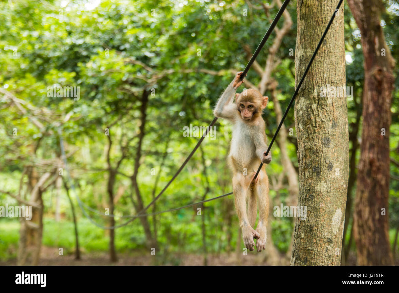 Hainan monkey hi-res stock photography and images - Alamy
