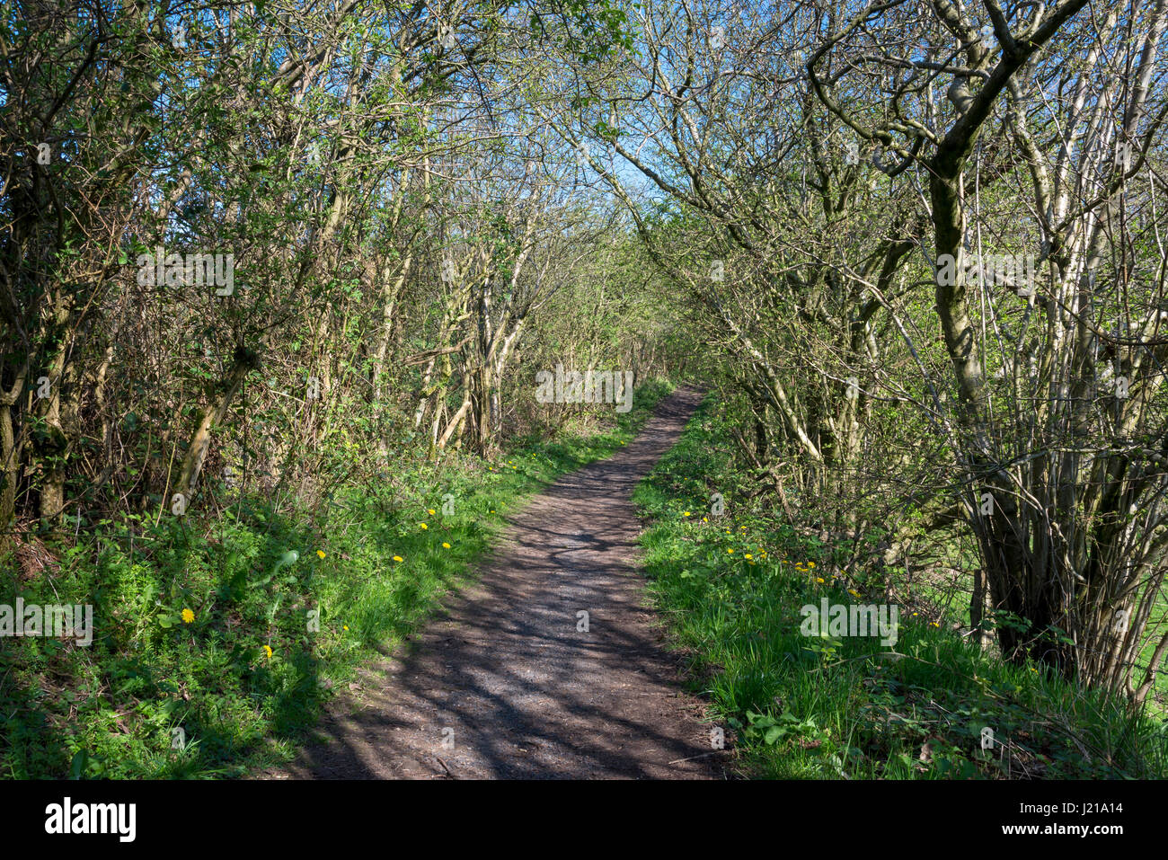 Tunnel like country path in England with spring sunshine casting ...