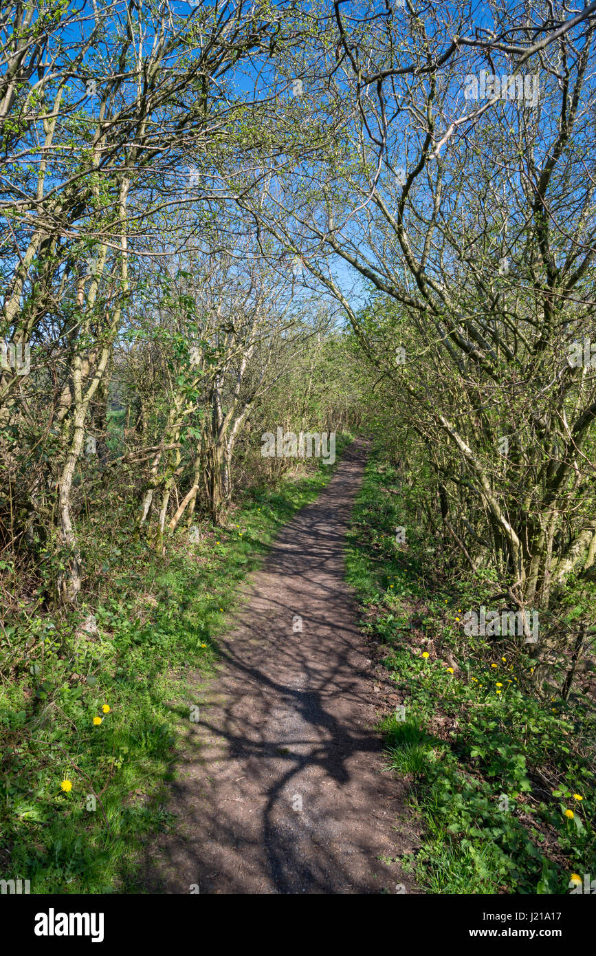 Tunnel like country path in England with spring sunshine casting ...
