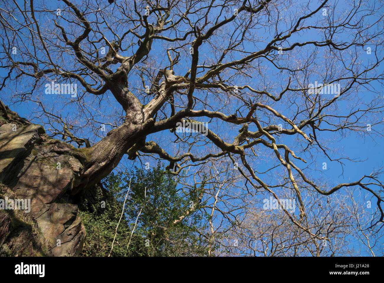 Looking up at an old English Oak tree growing out of a rocky outcrop ...