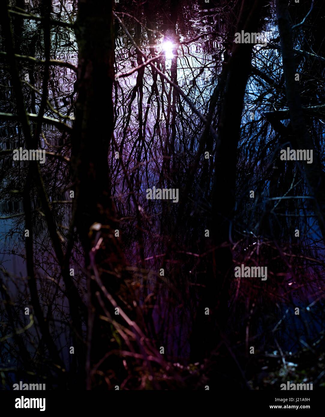Sunlight and trees reflecting on water Stock Photo - Alamy