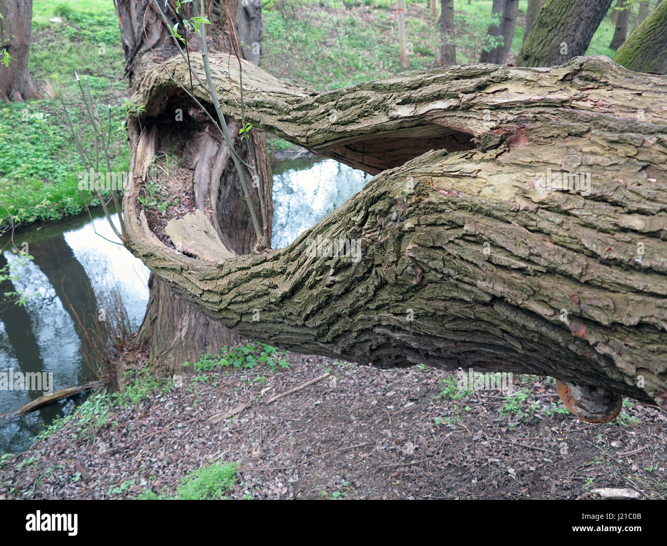 Cracked tree detail hi-res stock photography and images - Alamy