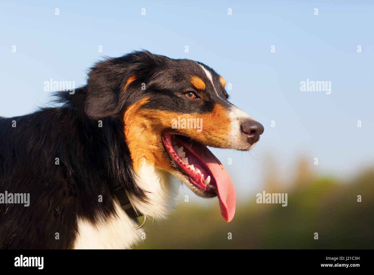 head portrait of a cute Australian Shepherd dog Stock Photo - Alamy