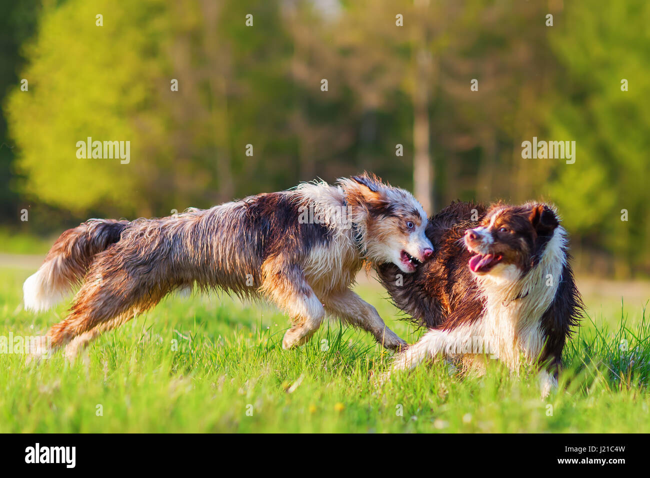 two Australian Shepherd dogs fighting on the meadow Stock Photo - Alamy