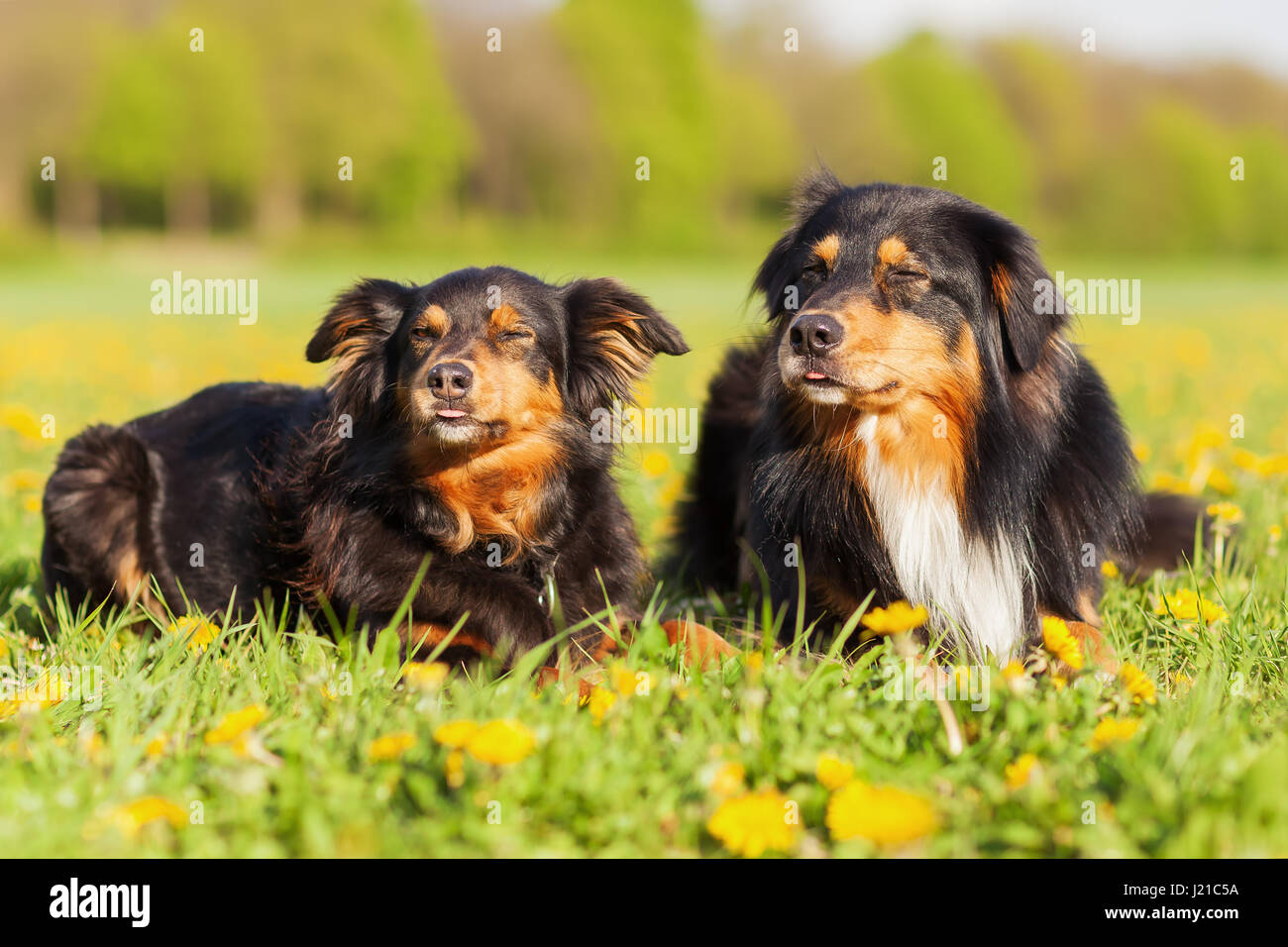 portrait of two Australian Shepherd dogs on the meadow Stock Photo - Alamy