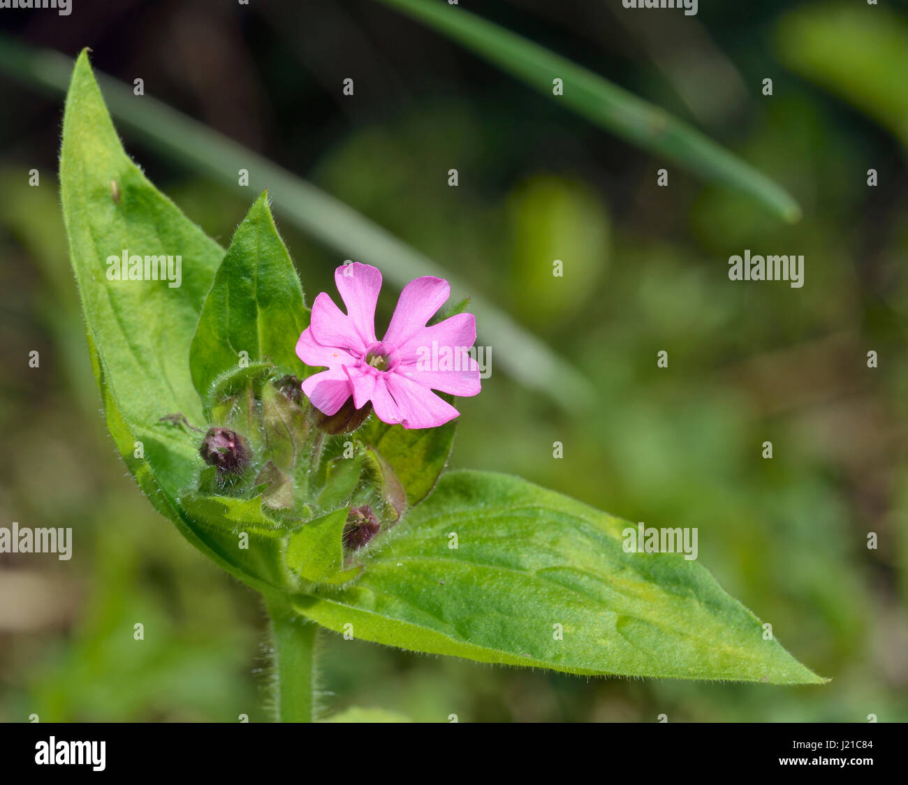 Red Campion - Silene dioica Flower & Leaves Stock Photo - Alamy