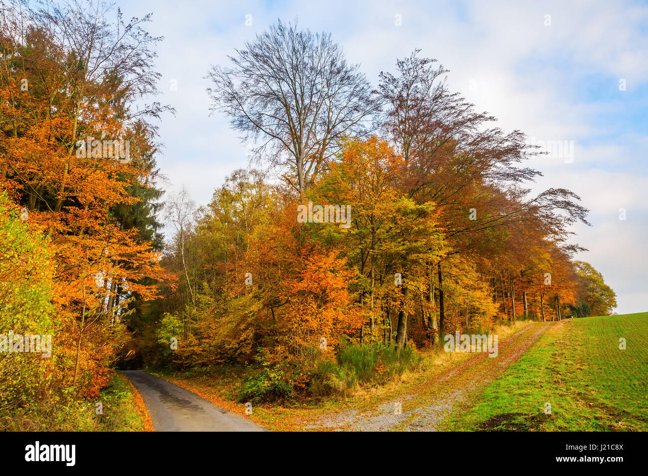 picture of a forest edge with autumn colored trees Stock Photo - Alamy