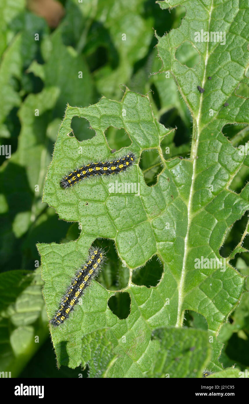 Caterpillars of Scarlet Tiger Moth - Panaxia dominula, feeding on ...