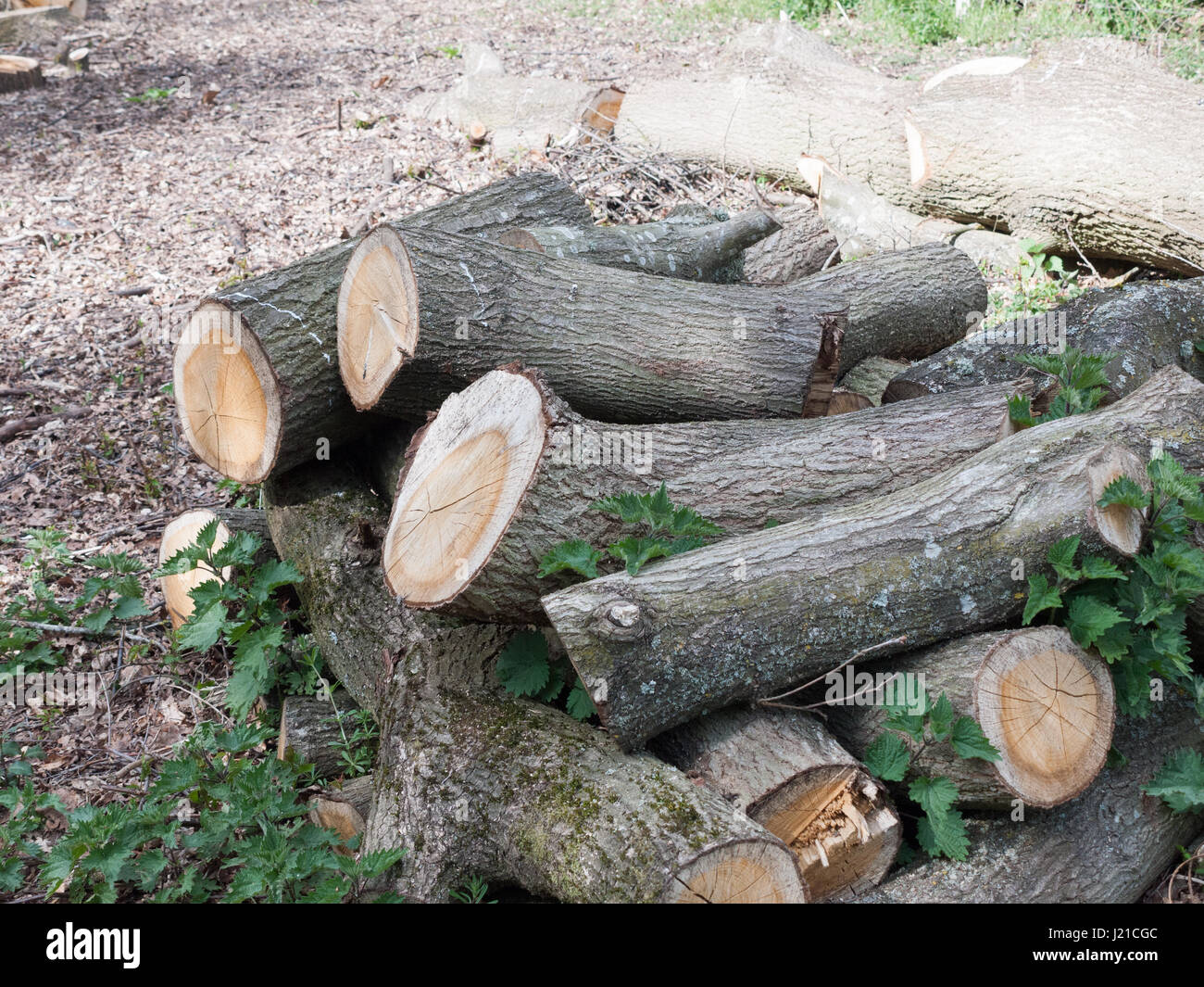 A Bunch of Chopped Down Tree Logs in A Pile Waiting to be Used as Fire ...