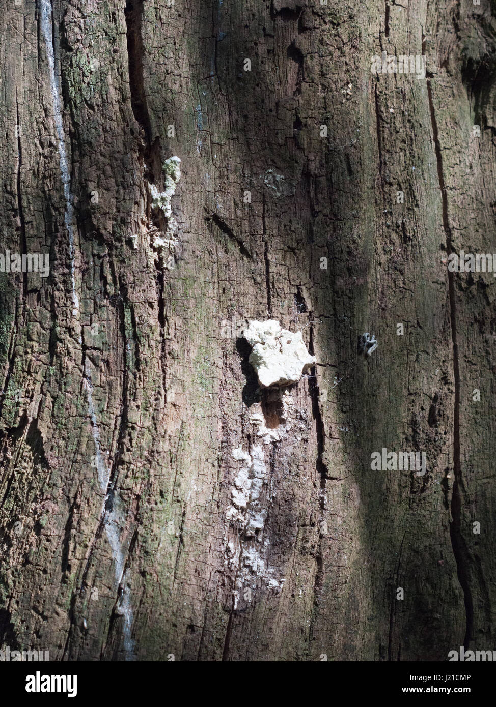 A Small Clump of White Fungus Growing on the Side Bark of A tree with ...