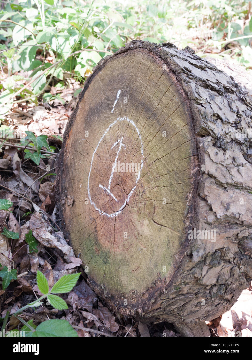 The Number One Chalked onto a Chopped Stump of Tree, Laying Down on the ...