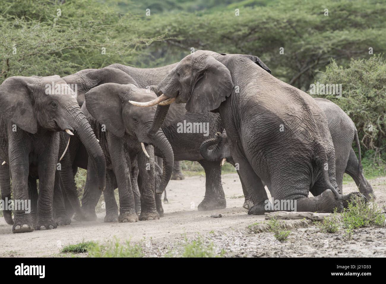 African Elephant Kneeling Loxodonta High Resolution Stock Photography ...