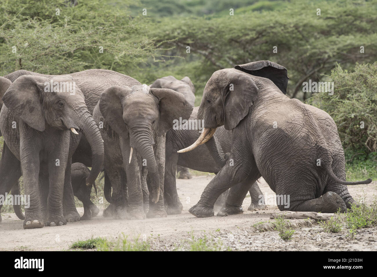 Elephant kneeling hi-res stock photography and images - Alamy