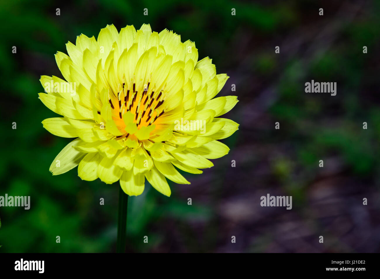 Texas False Dandelion - Pyrrhopappus pauciflorus - also called ...