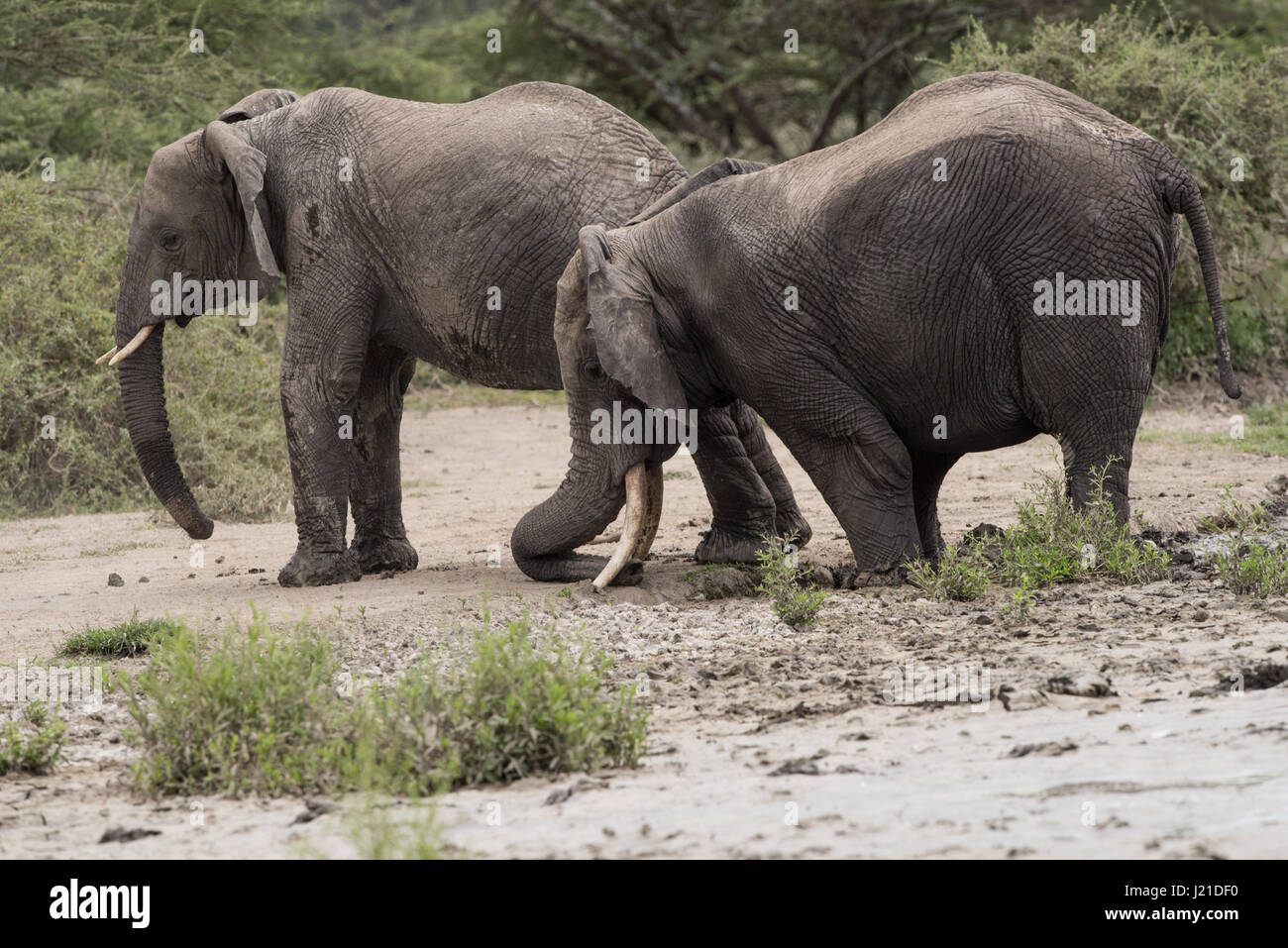 Elephant kneeling hi-res stock photography and images - Alamy