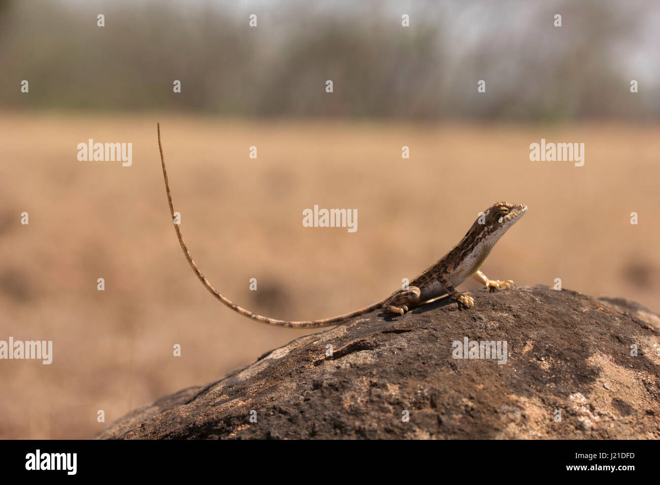 Fan Throated Lizard High Resolution Stock Photography and Images - Alamy