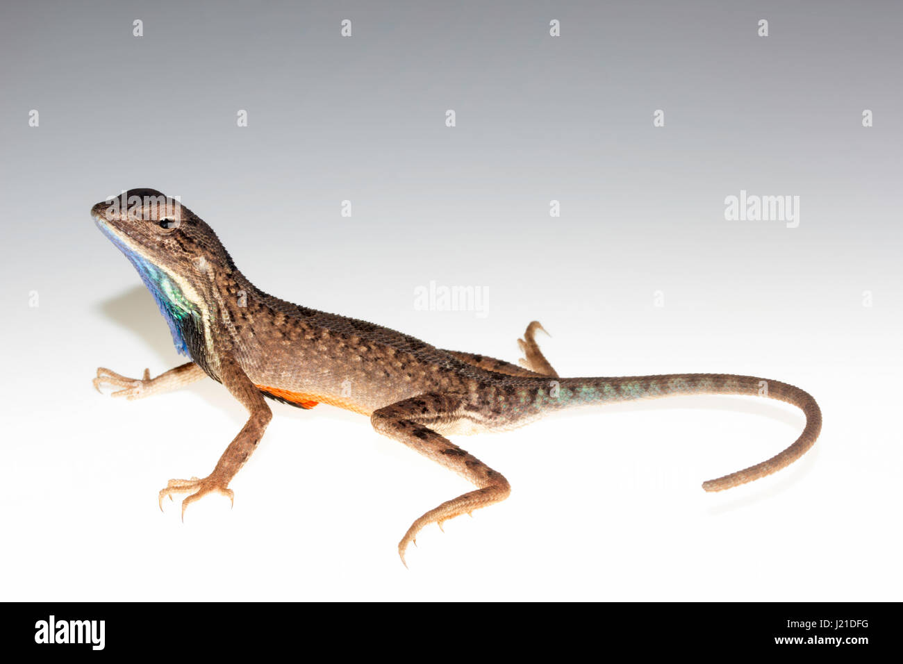 Fan-throated lizard, Sarada darwini , Kolhapur , INDIA. Genus Sarada ...