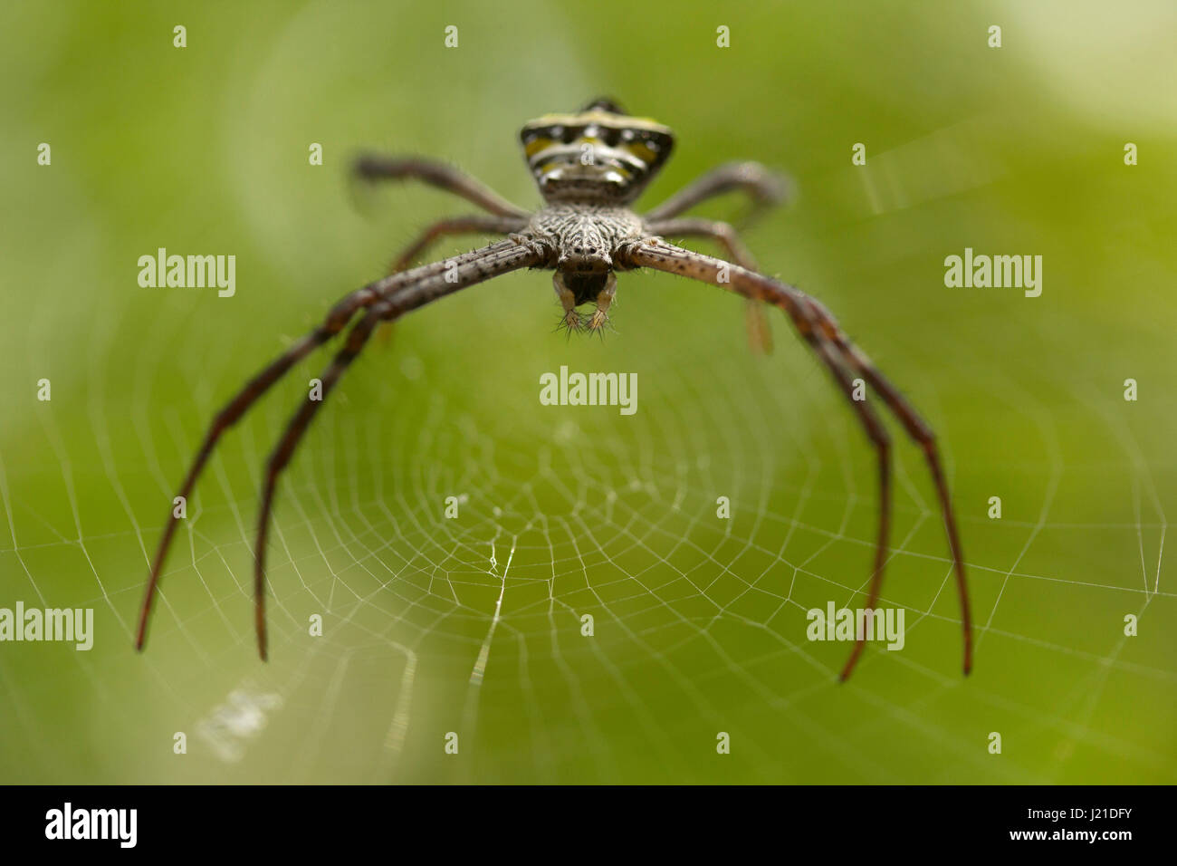 Signature spiders hi-res stock photography and images - Alamy