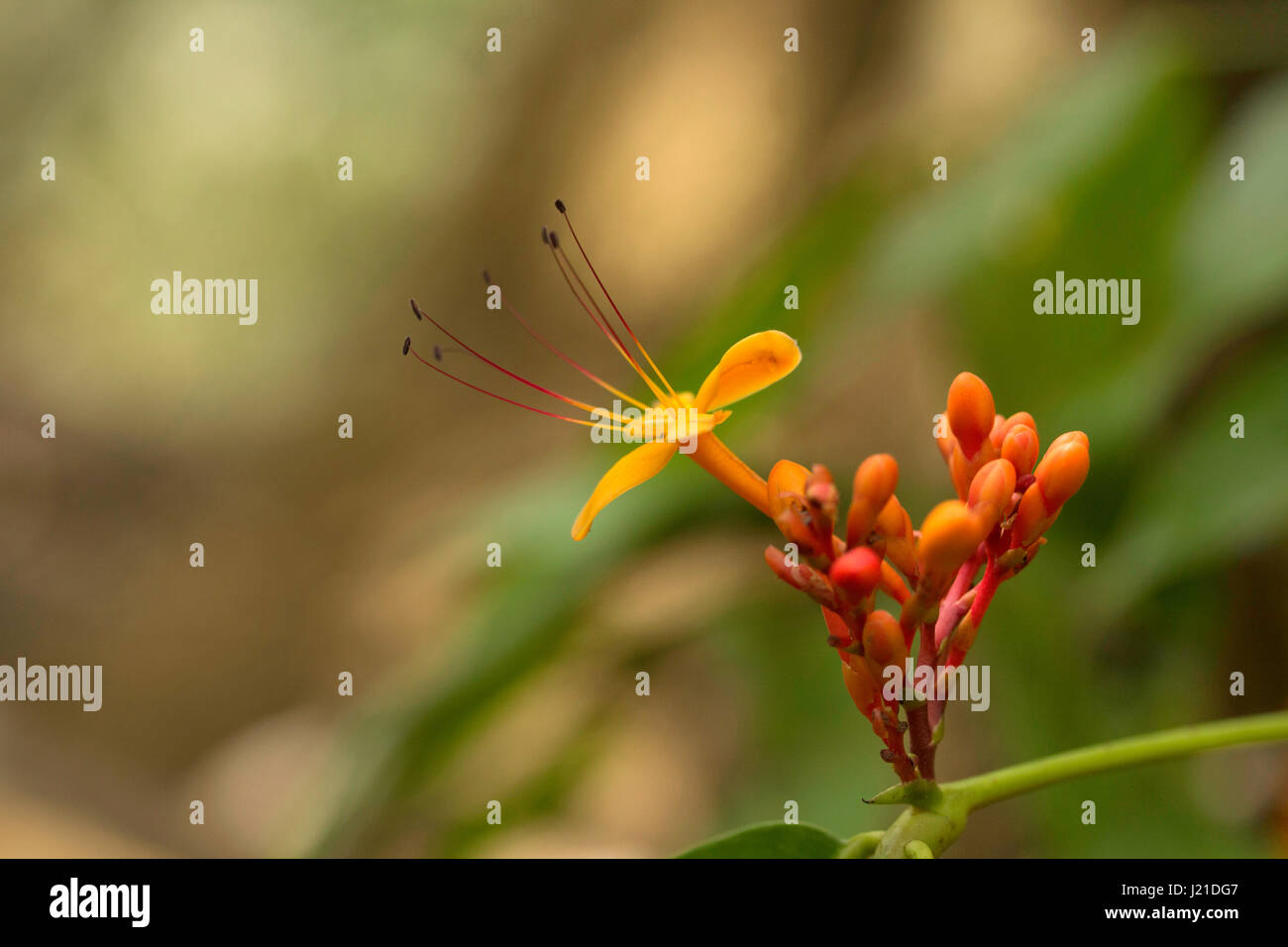 Ashoka flower, Saraca asoka , Goa, INDIA. Evergreen tree Family ...