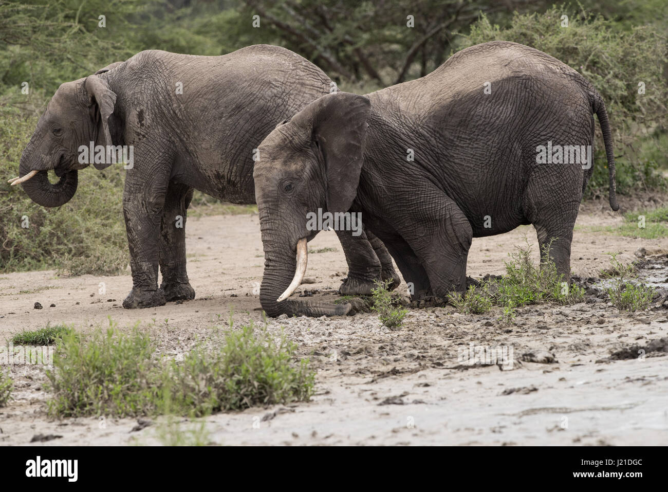 Elephant Kneeling High Resolution Stock Photography and Images - Alamy