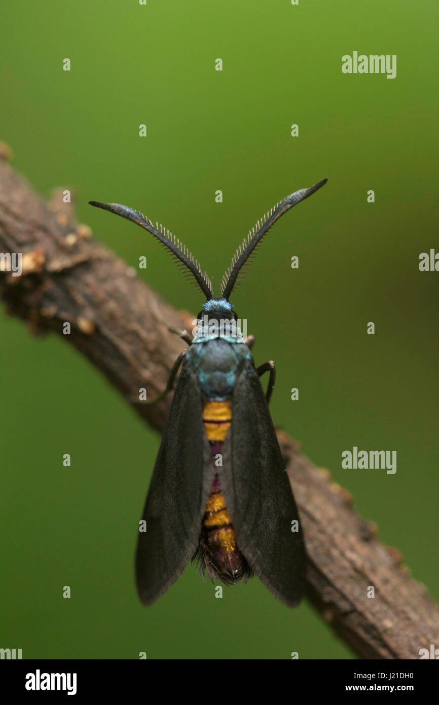 Moth , Zygaenidae , Aarey Milk Colony , INDIA Stock Photo - Alamy