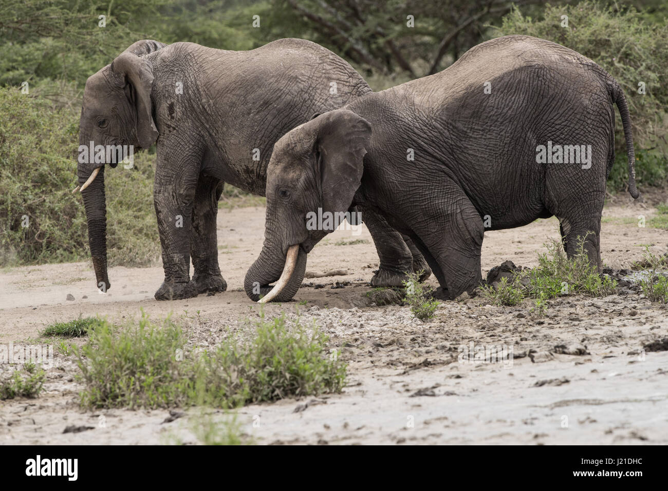 Elephant kneeling hi-res stock photography and images - Alamy