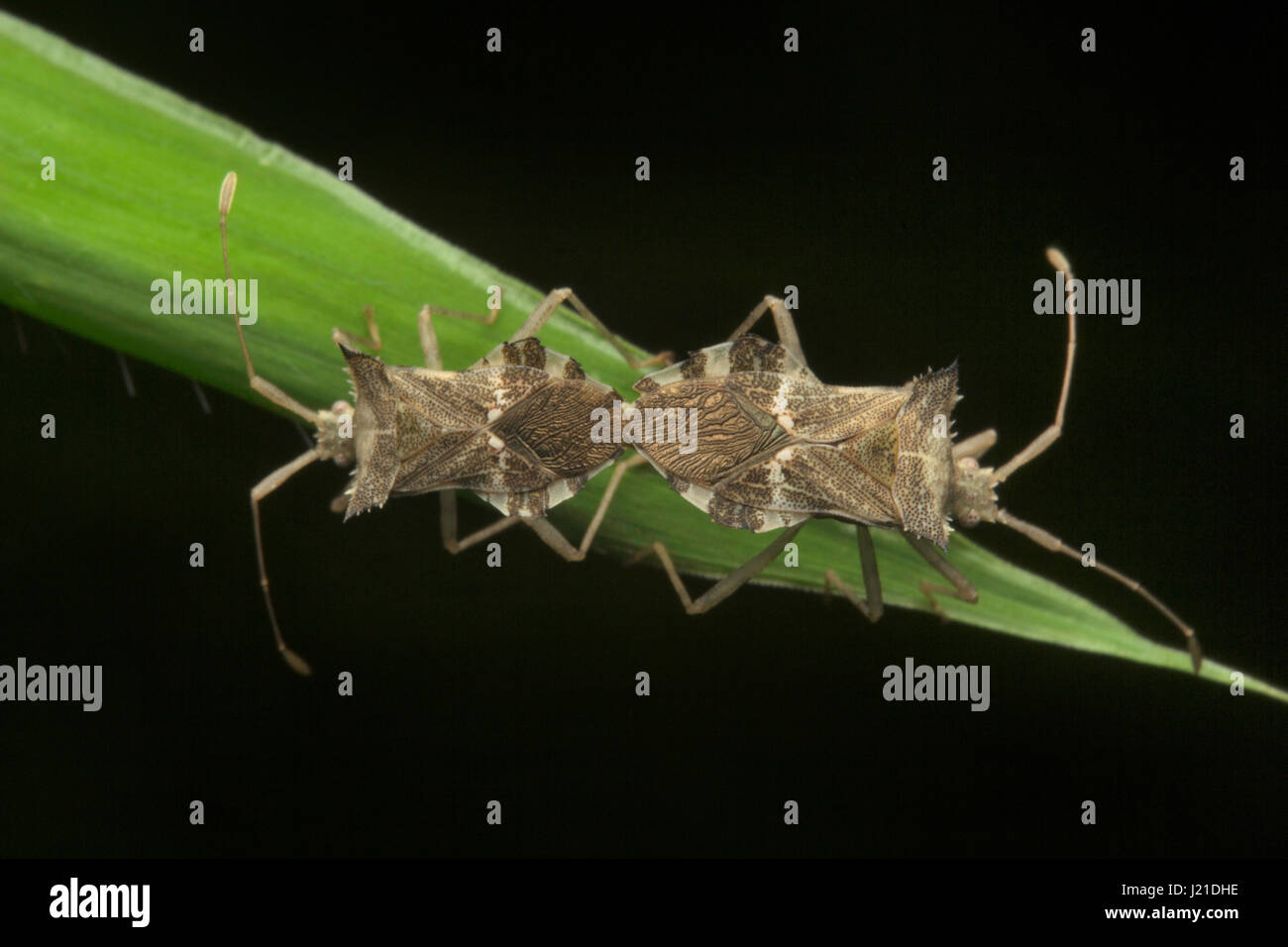 Small black bugs hi-res stock photography and images - Alamy