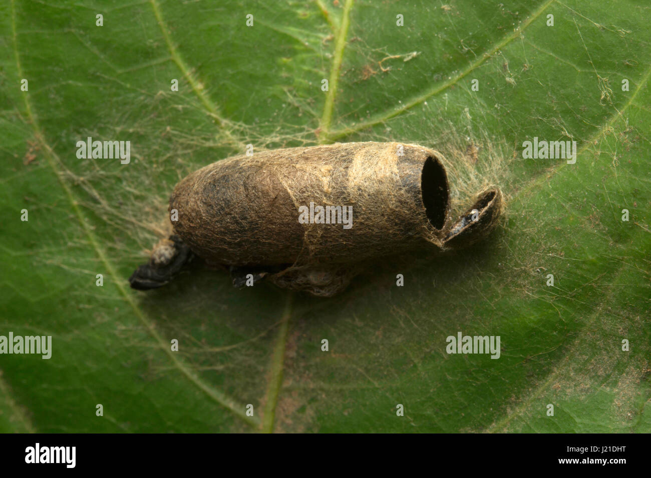 Cocoon , Unidentified , Aarey Milk Colony , INDIA. The cocoon is a ...