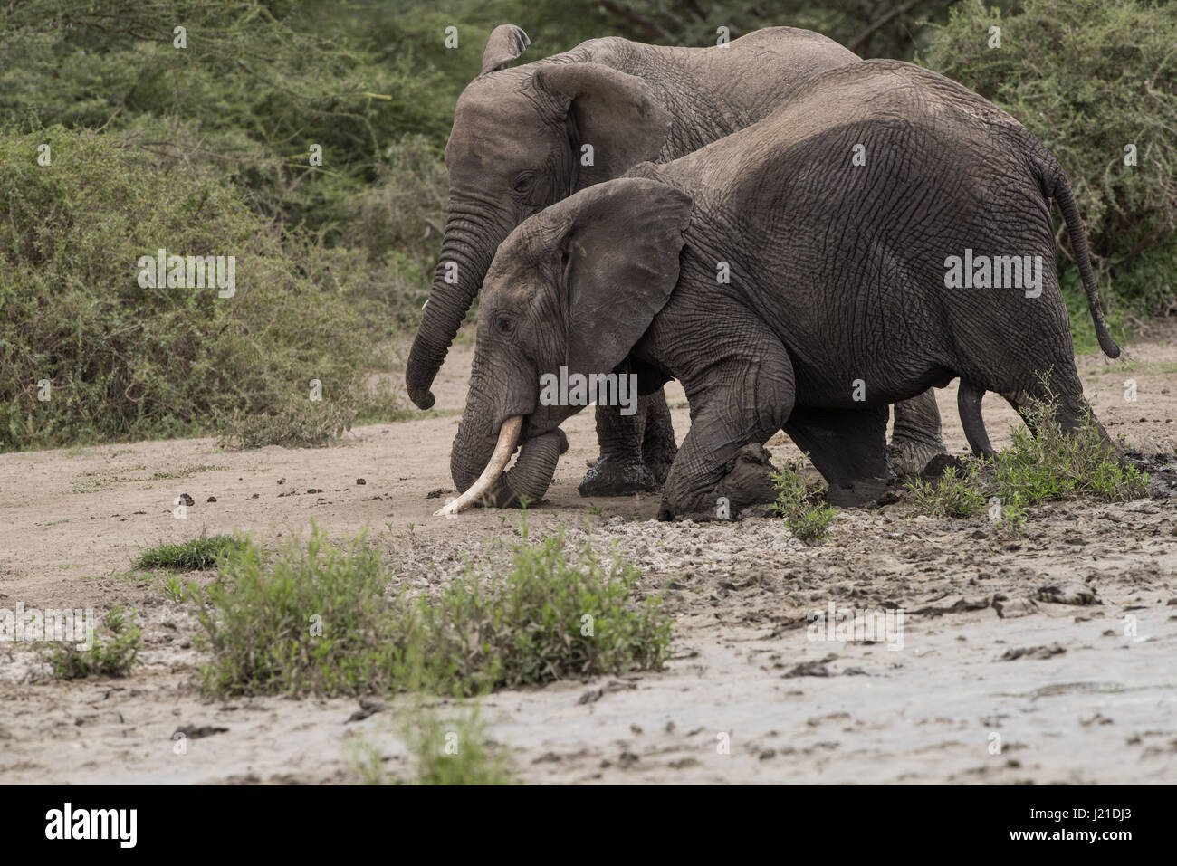 Elephant kneeling hi-res stock photography and images - Alamy