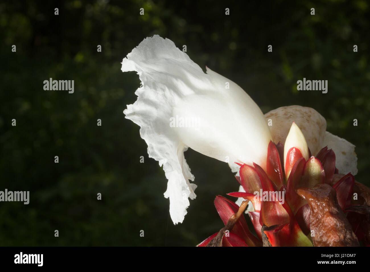 Flower, Costus sp , Aarey Milk Colony , INDIA. Costus is a perennial ...