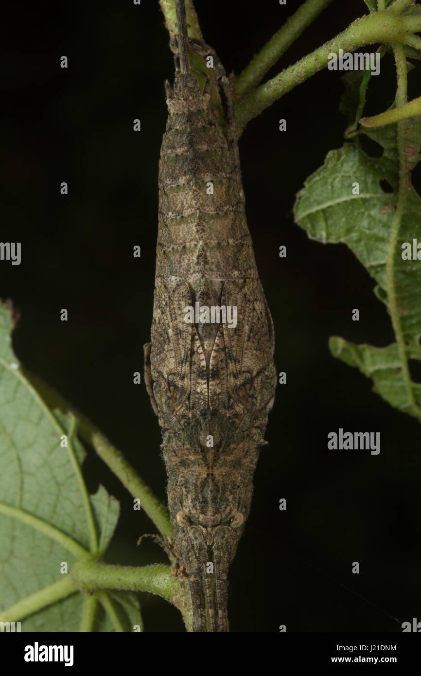 Dragonfly eating butterfly hi-res stock photography and images - Alamy
