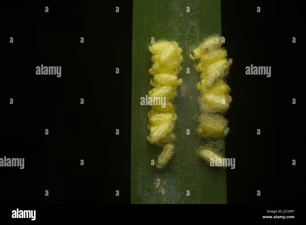 Wasp cocoon , Aarey Milk Colony , INDIA Stock Photo - Alamy