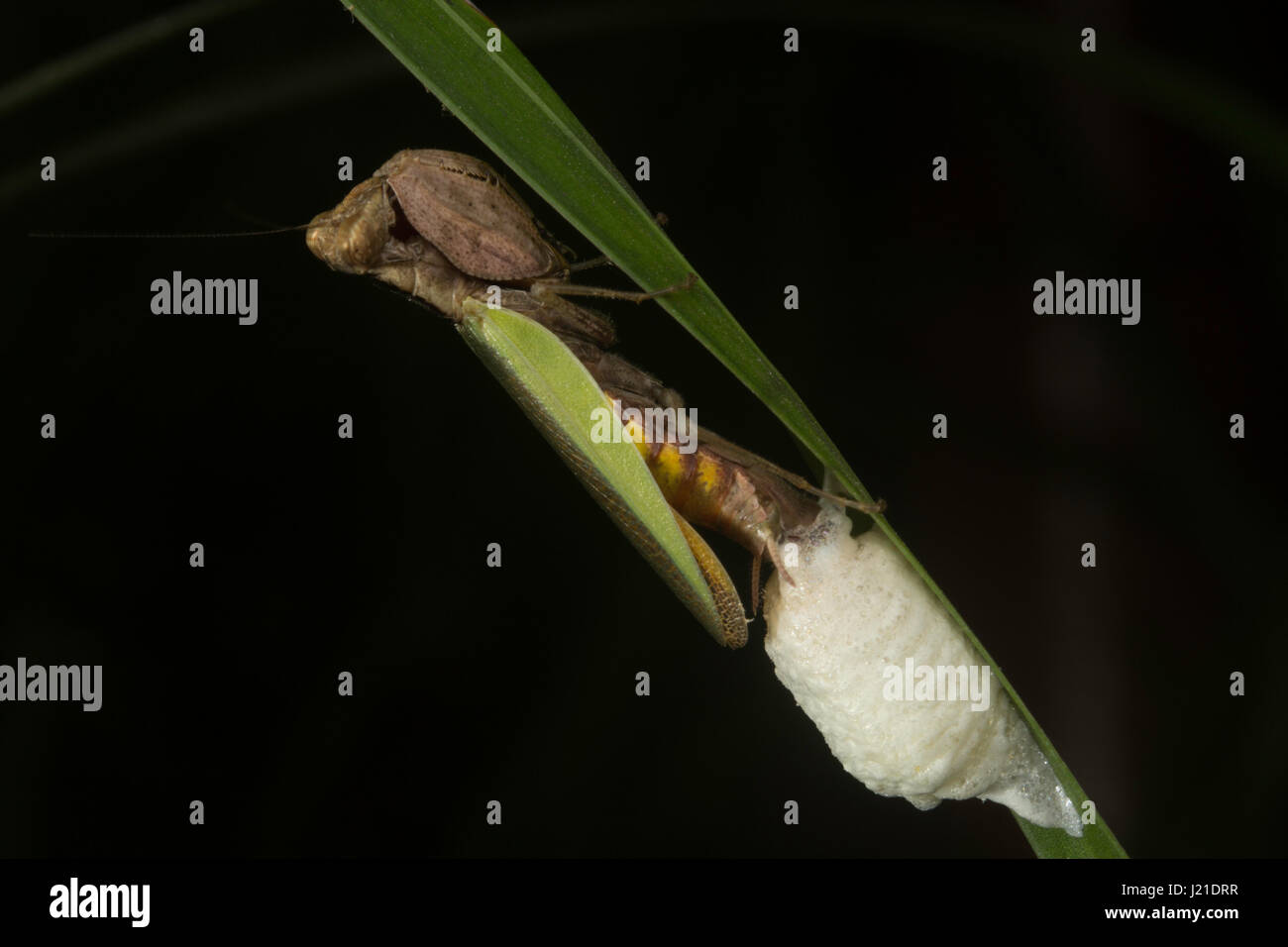 Mantis with ootheca, Aarey Milk Colony , INDIA Stock Photo - Alamy
