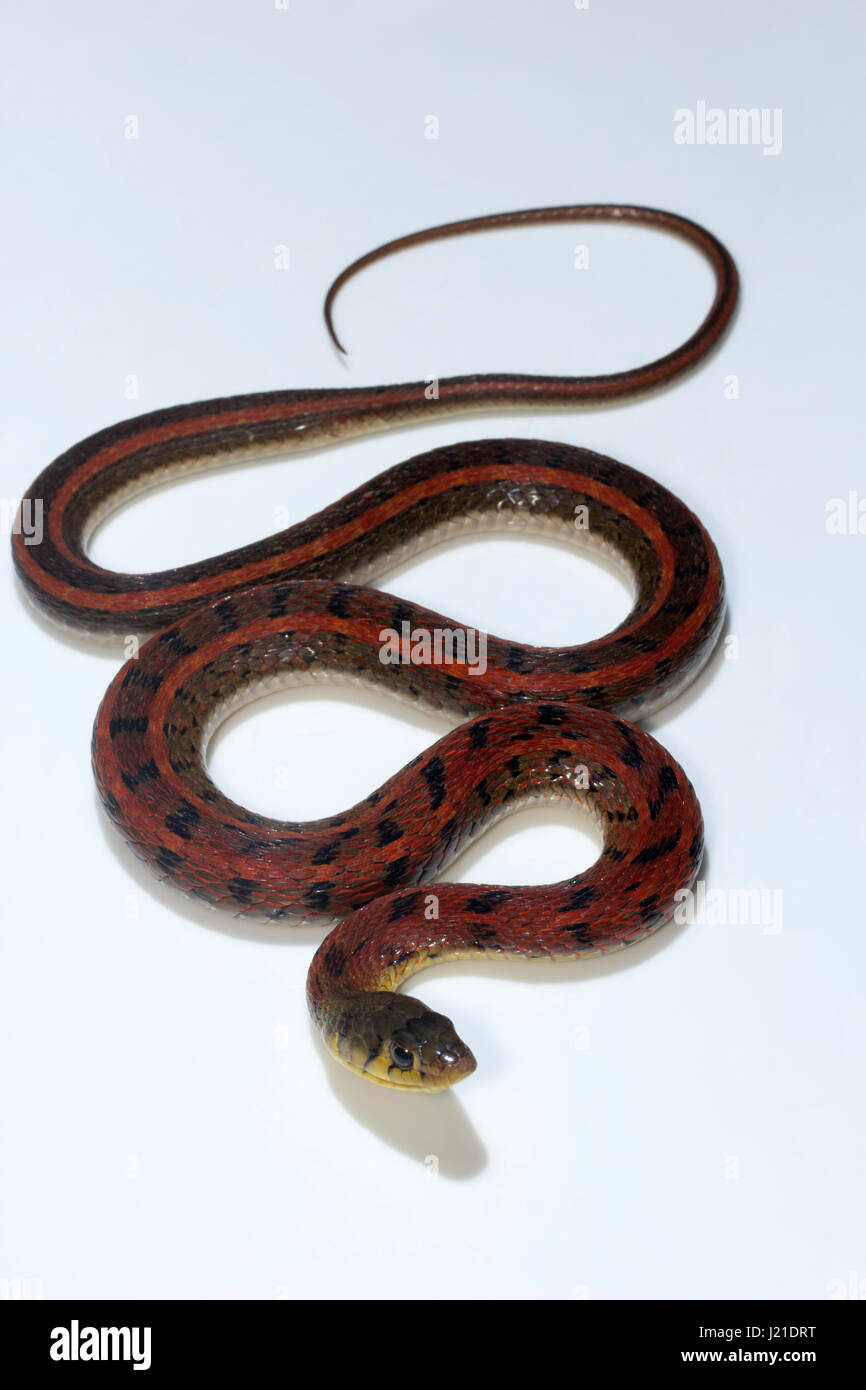Hunter of snakes hi-res stock photography and images - Alamy