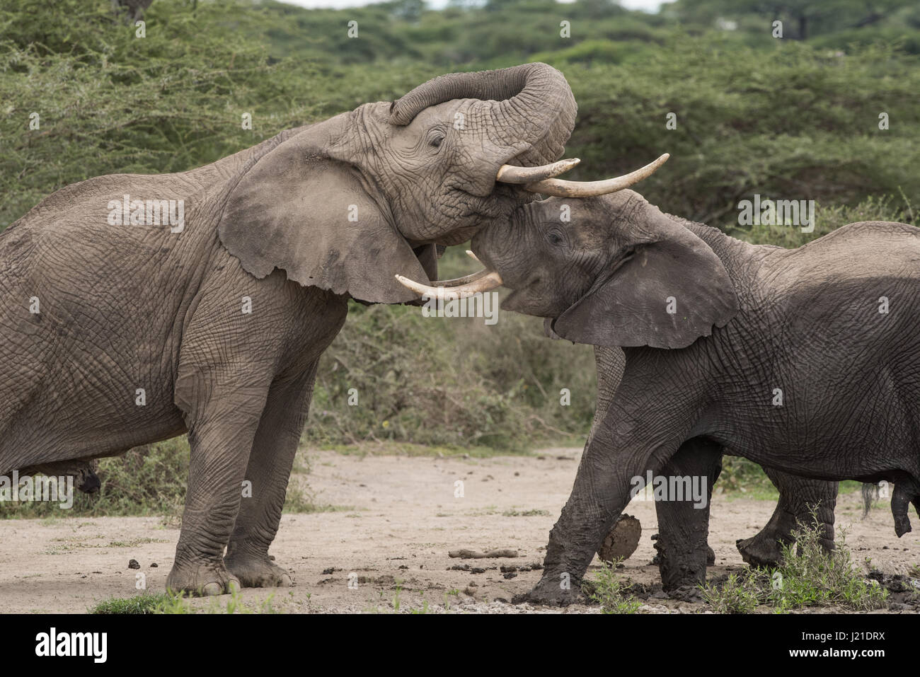 Elephant fighting hi-res stock photography and images - Alamy