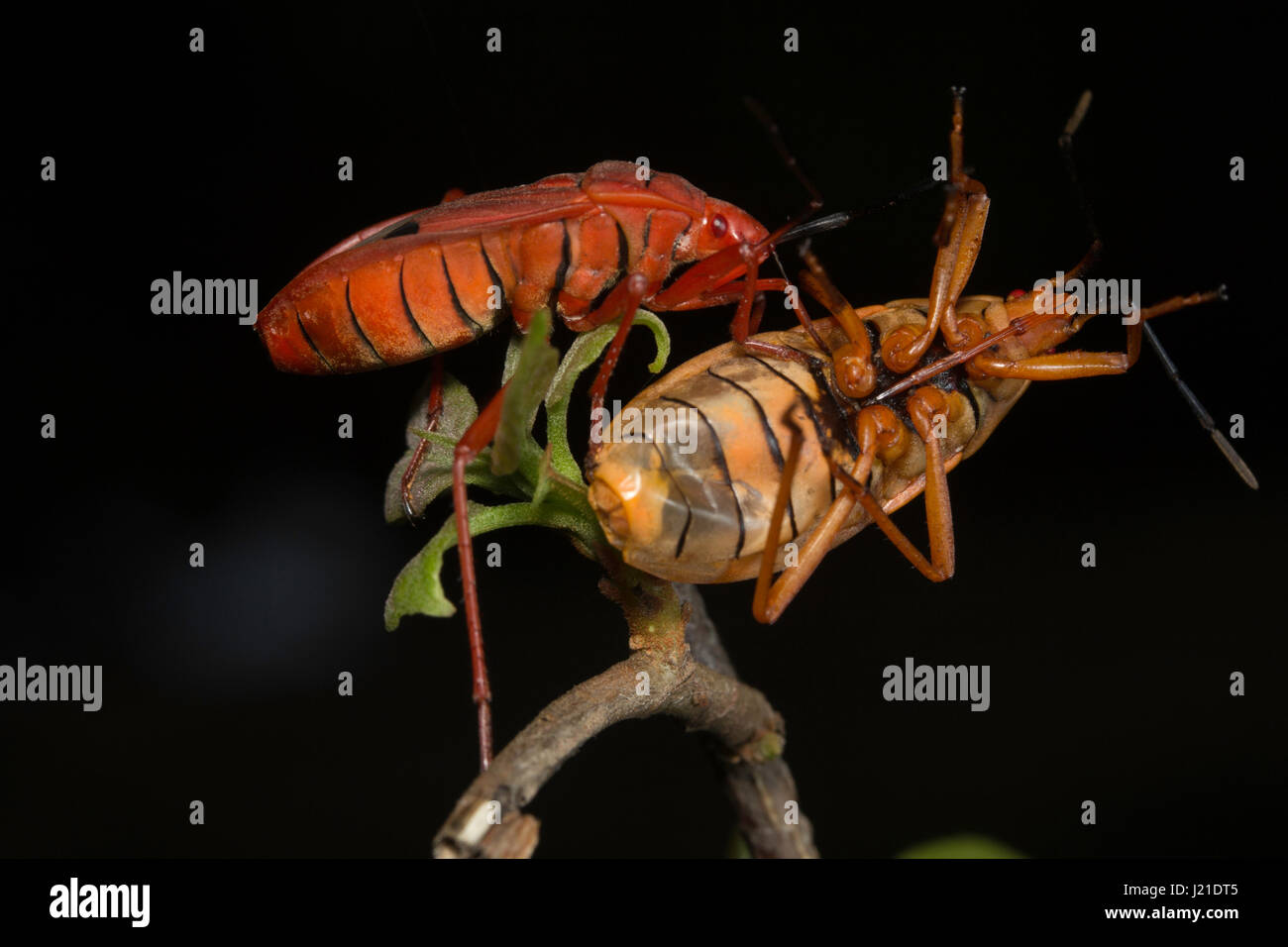 Red silk cotton bug, Aarey Milk Colony , INDIA. Many are red coloured ...