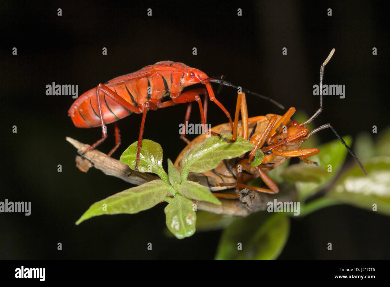 Sap sucking bug hi-res stock photography and images - Alamy