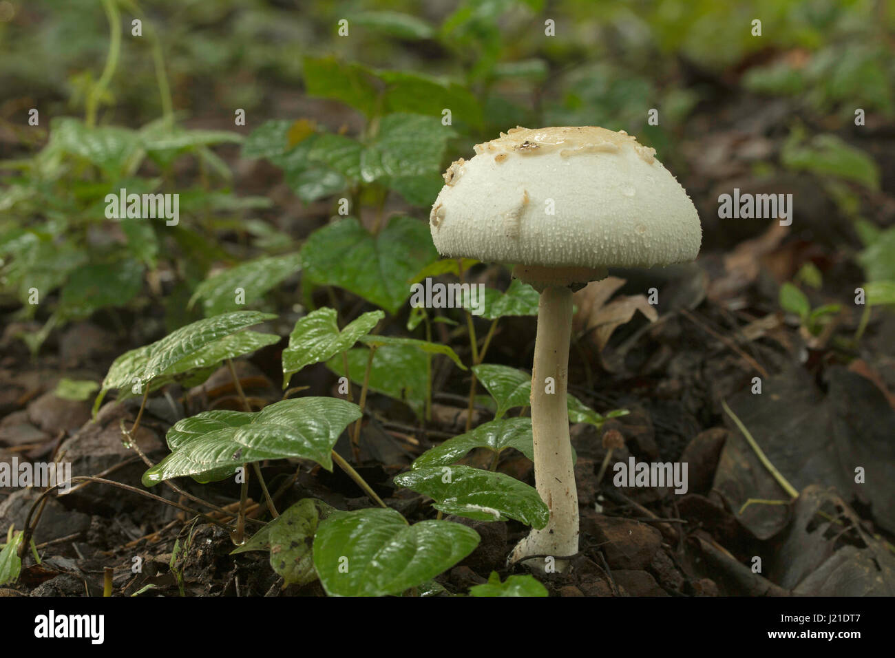 Mushroom, Aarey Milk Colony , INDIA. A mushroom is the fleshy, spore ...