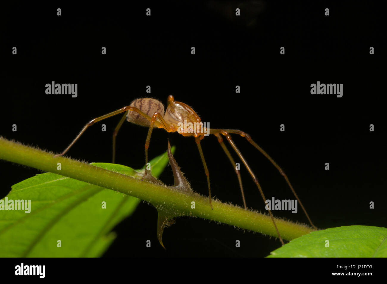 Spitting bug hi-res stock photography and images - Alamy