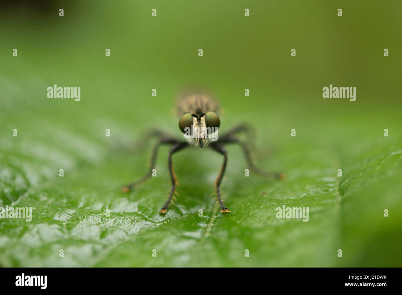 Robber fly, Aarey Milk Colony , INDIA. The robber fly family, also ...
