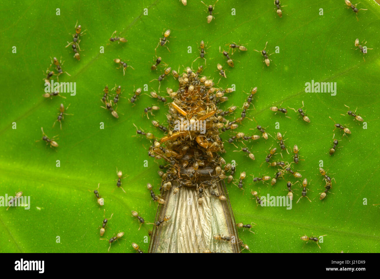 Ants eating insect, Unidentified , Aarey Milk Colony , INDIA Stock ...
