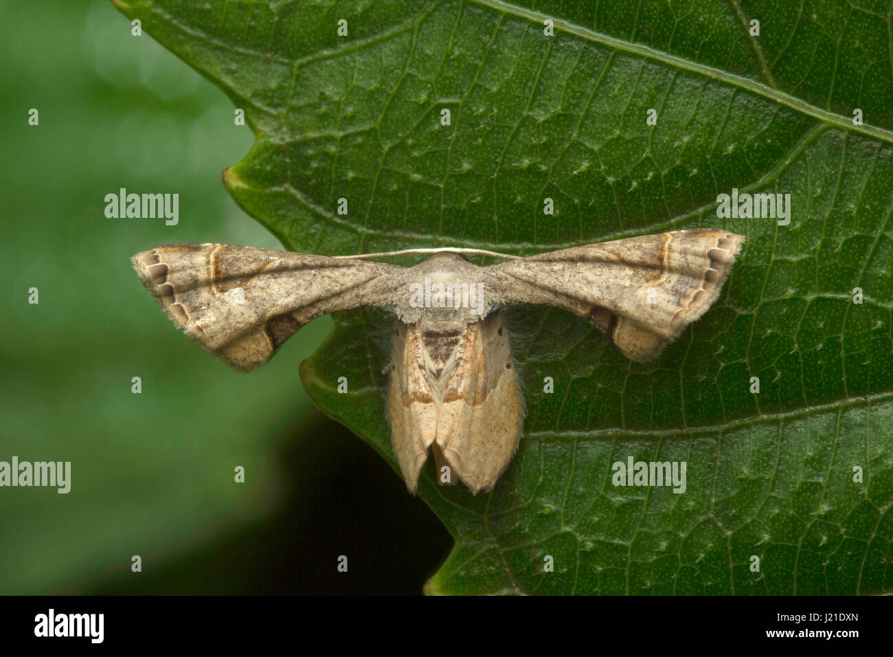 Bombycinae-genera spp. Latreille, [1802] Moth , Aarey Milk Colony ...