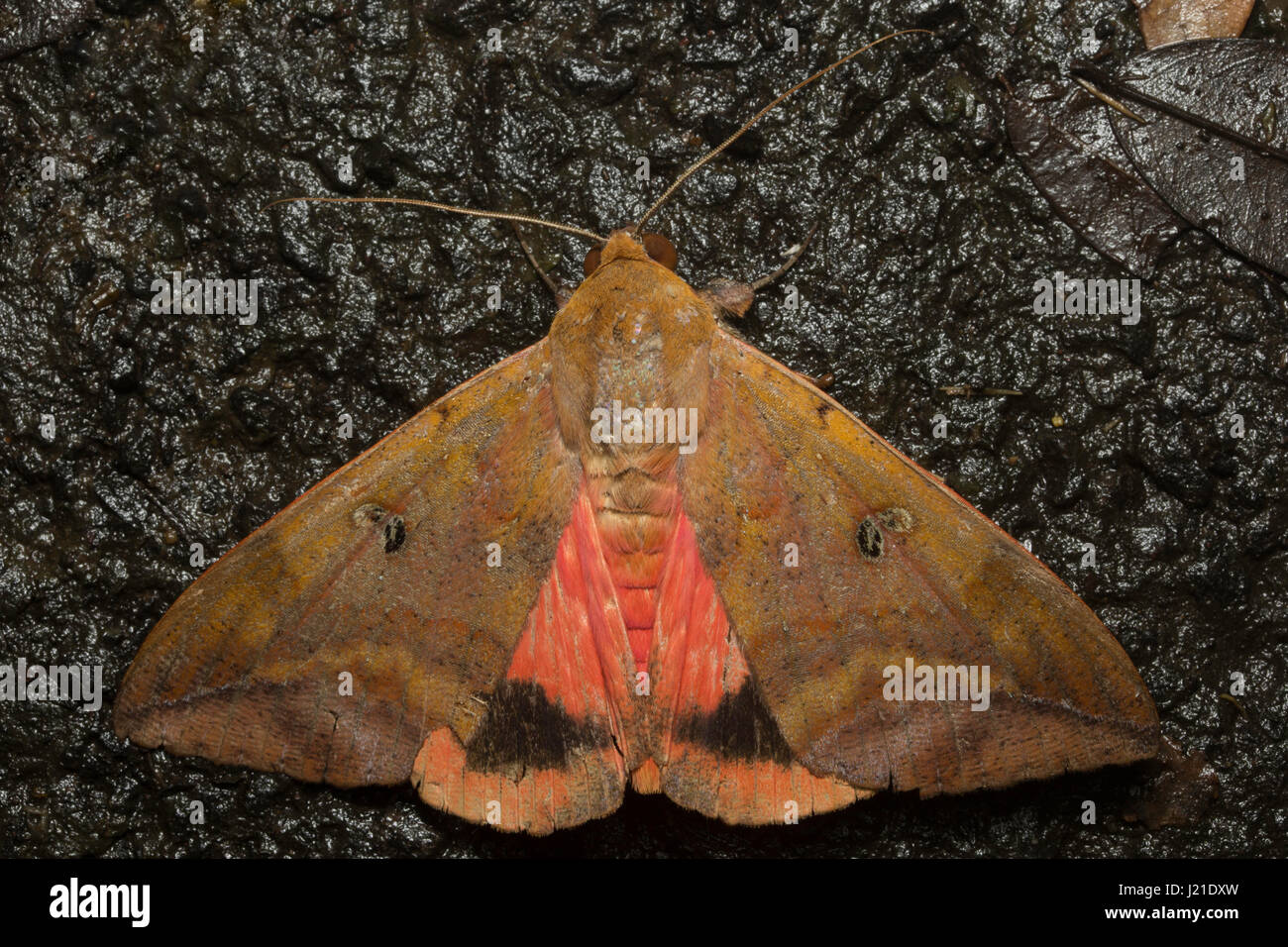 Dorsal of Thyas honesta, moth of the family Noctuidae looking forward ...