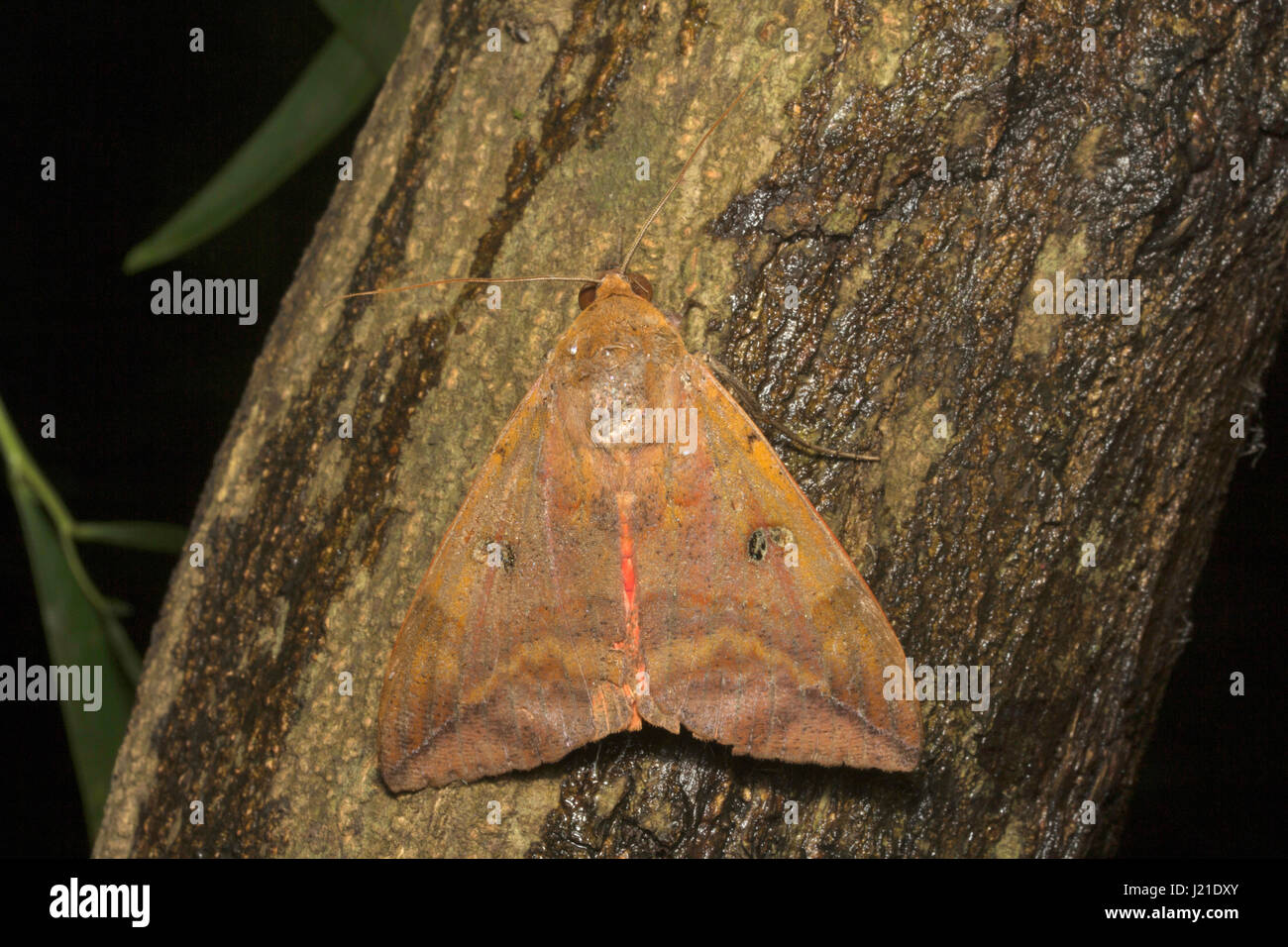 Dorsal of Thyas honesta, moth of the family Noctuidae looking forward ...